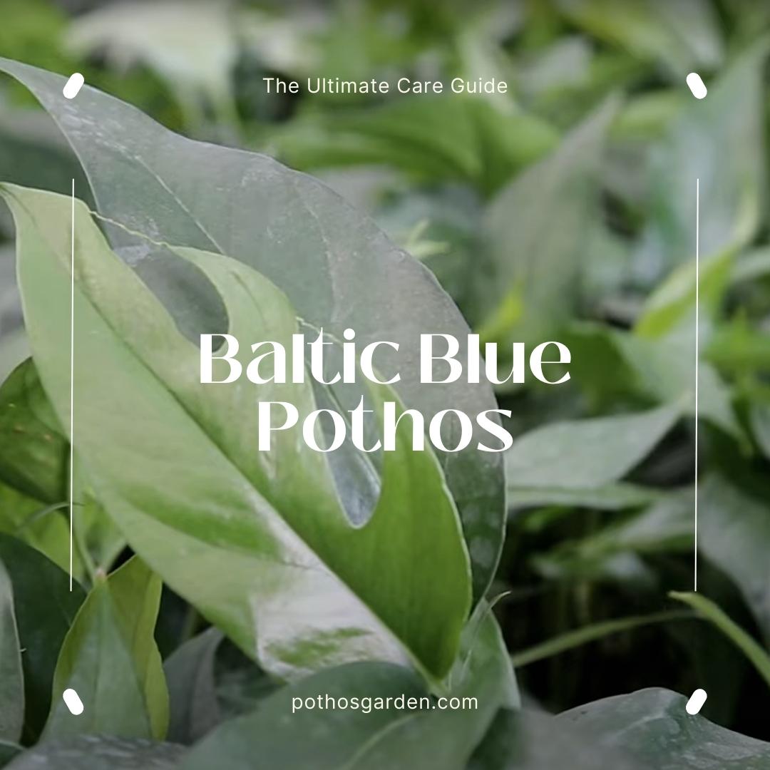 Baltic Blue Pothos: The Ultimate Care Guide - pothos garden